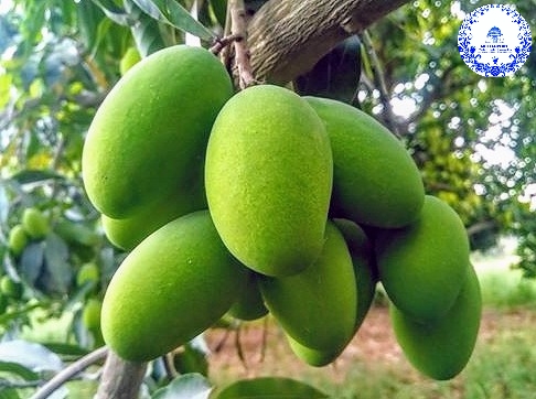 Dusehri Mango 9-10kg Box – Multanpoint