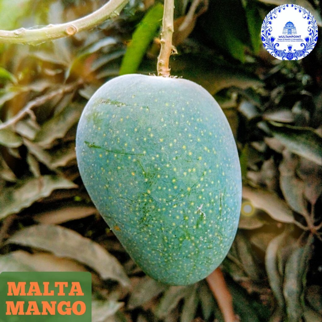 Maldah Mango 9-10Kg Box – Multanpoint