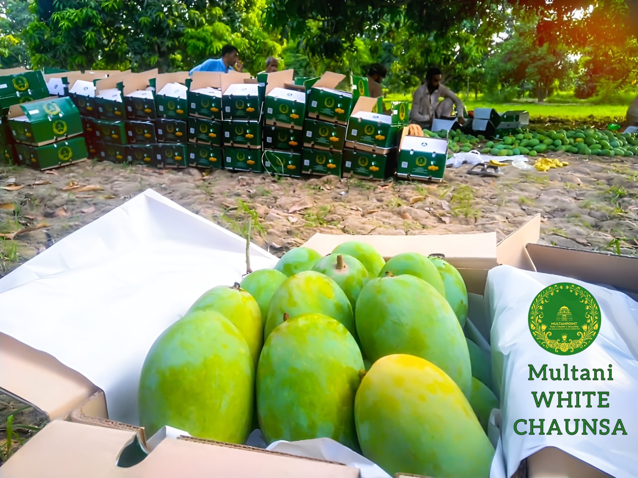 Multani White Chaunsa Export Grade (Free TCS Delivery) – Multanpoint